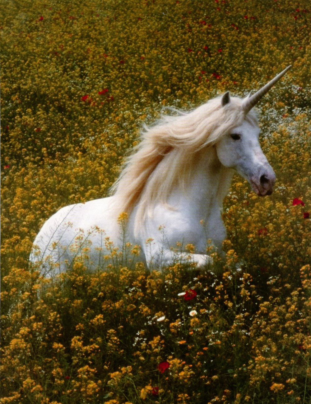 Unicorns And Branding Unicorns And Branding